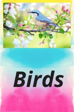 Book Creator | Birds