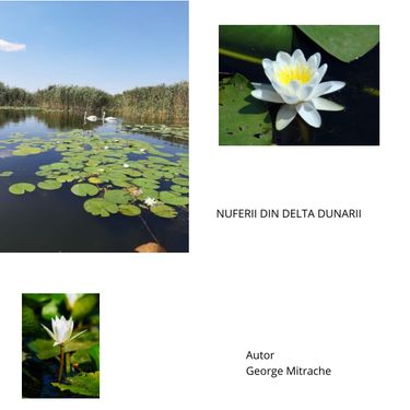 Book Creator | Nuferii