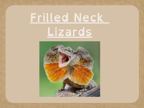 Book Creator | Frilled neck lizard