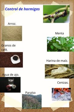 Book Creator | Control de hormigas