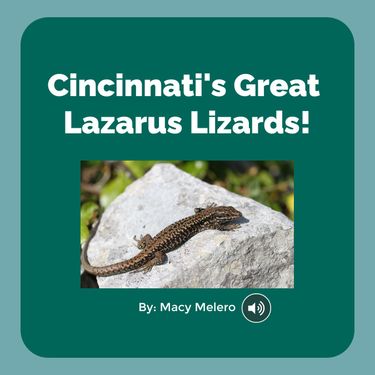Book Creator | Cincinnati's Great Lazarus Lizards!