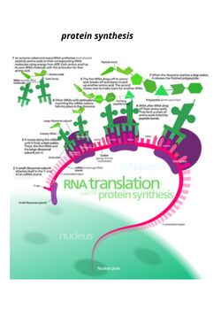 Book Creator | protein synthesis