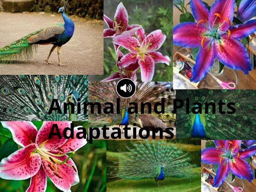 Book Creator | Plant and Animal Adaptation Research