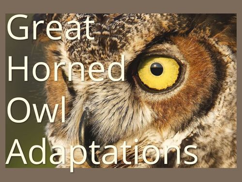 Book Creator | Great Horned Owl Adaptations
