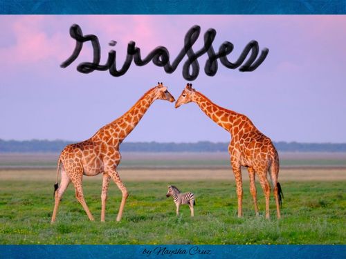 Book Creator | Giraffes