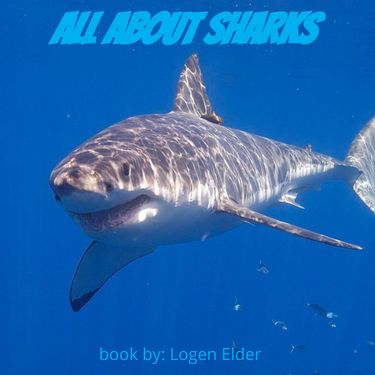 Book Creator | All about sharks!!!!!