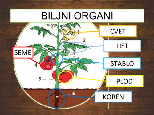 Book Creator | biljni organi
