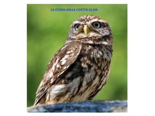 Book Creator | La civetta Silvia