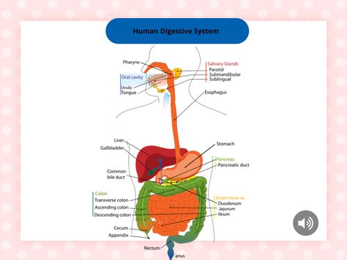 Book Creator | HUMAN DIGESTIVE SYSTEM