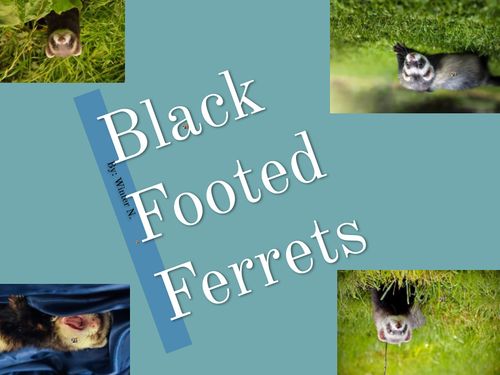 Book Creator | Black Footed Ferret