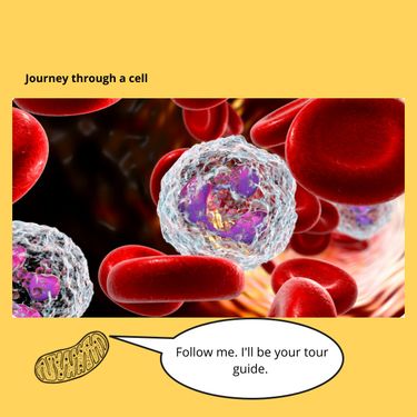 Book Creator | Cell Journey