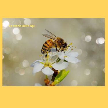 Book Creator | LA STORIA DELLE API