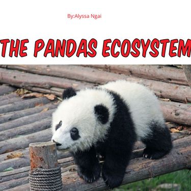 Book Creator | The pandas ecosystem.
