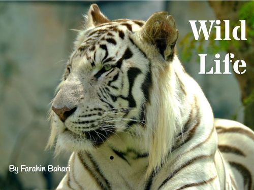 Book Creator | The Wild Life book