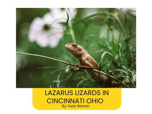 Book Creator | Weimer - Lazarus Lizards