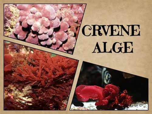 Book Creator | CRVENE ALGE