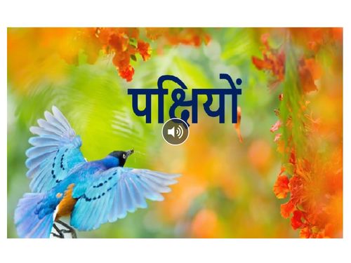 Book Creator | BIRDS IN HINDI