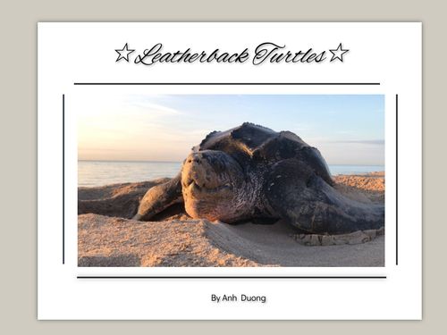 Book Creator | Leatherback Turtles