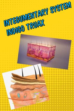 Book Creator | integumentary system vibes