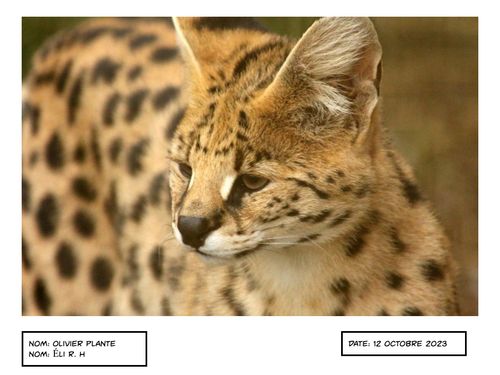 Book Creator | Le Serval