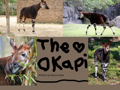 Book Creator | The Okapi