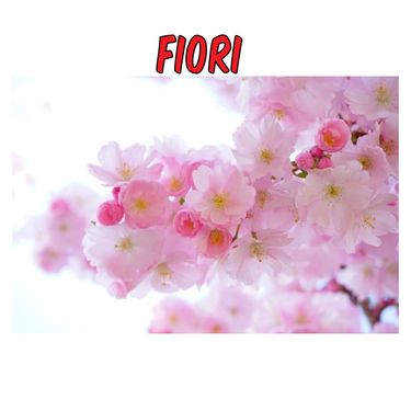 Book Creator | Libro