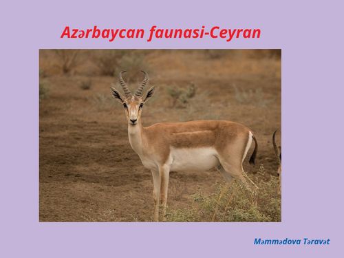 Book Creator | Azərbaycan faunasi-Ceyran