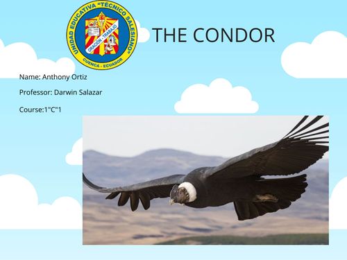 Book Creator | The condor