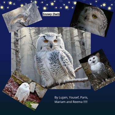 Book Creator | Snowy Owls