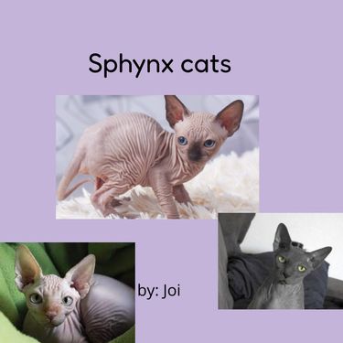 Book Creator | Sphynx Cats