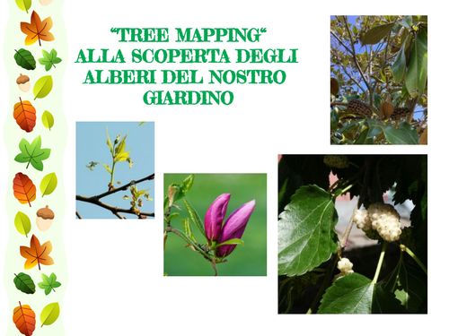 Book Creator | Tree MAPPING