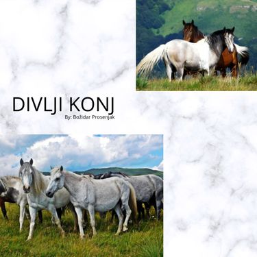 Book Creator | DIVLJI KONJ