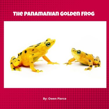 Book Creator | The Golden Frog - Endangered Species