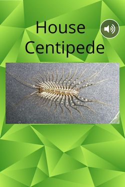 Book Creator | house centipede
