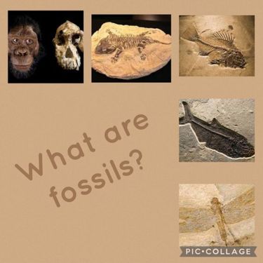 Book Creator | Fossils