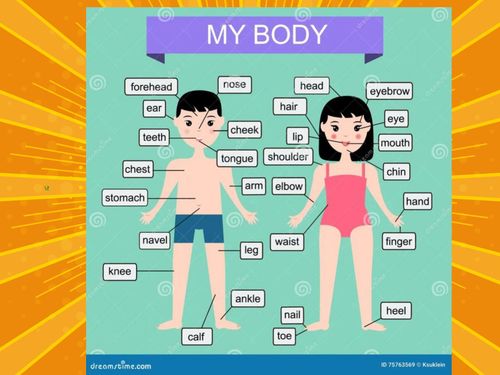Book Creator | body parts