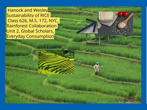 Book Creator | Rice Sustainability Product Photo Journal