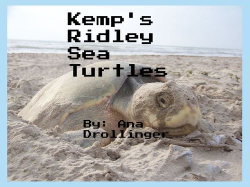 Book Creator | Kemp's Ridley Sea Turtles