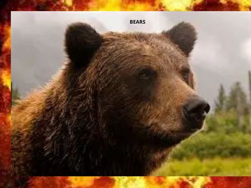 Book Creator | Bears