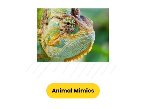 Book Creator | Animal Mimicry