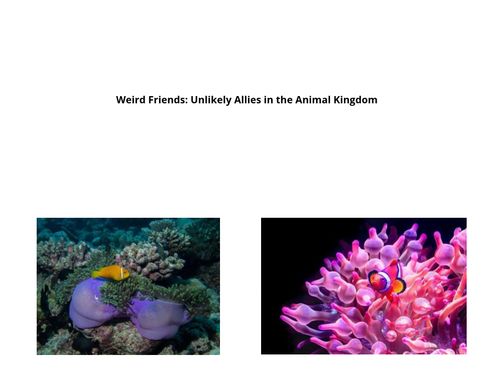 Book Creator | Weird Animals