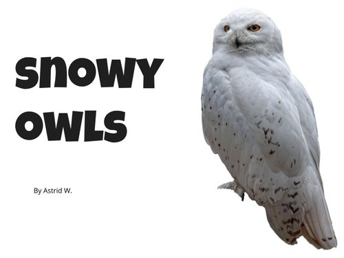 Book Creator | All About Owls