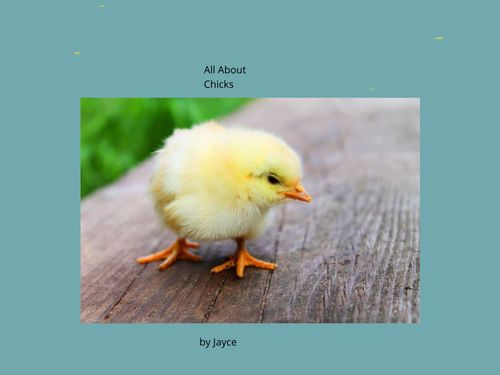 Book Creator | All About Chicks