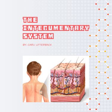 Book Creator | The integumentary system