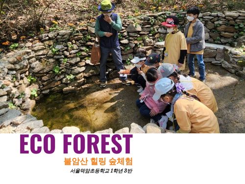 Book Creator | ECO FOREST