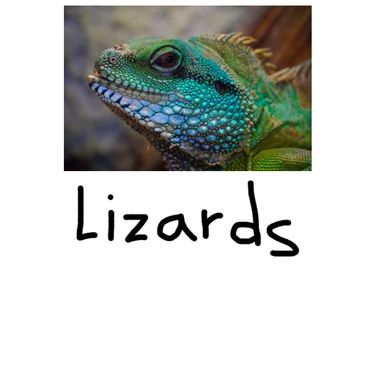 Book Creator | Lizards