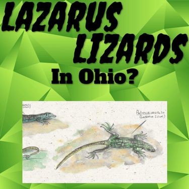 Book Creator | Lazarus Lizards. In Ohio?