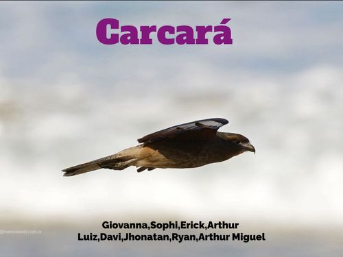 Book Creator | Carcará