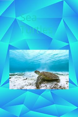 Book Creator | Sea Turtles