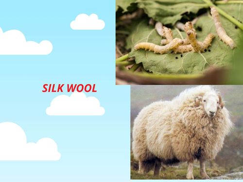 Book Creator | SILK WOOL